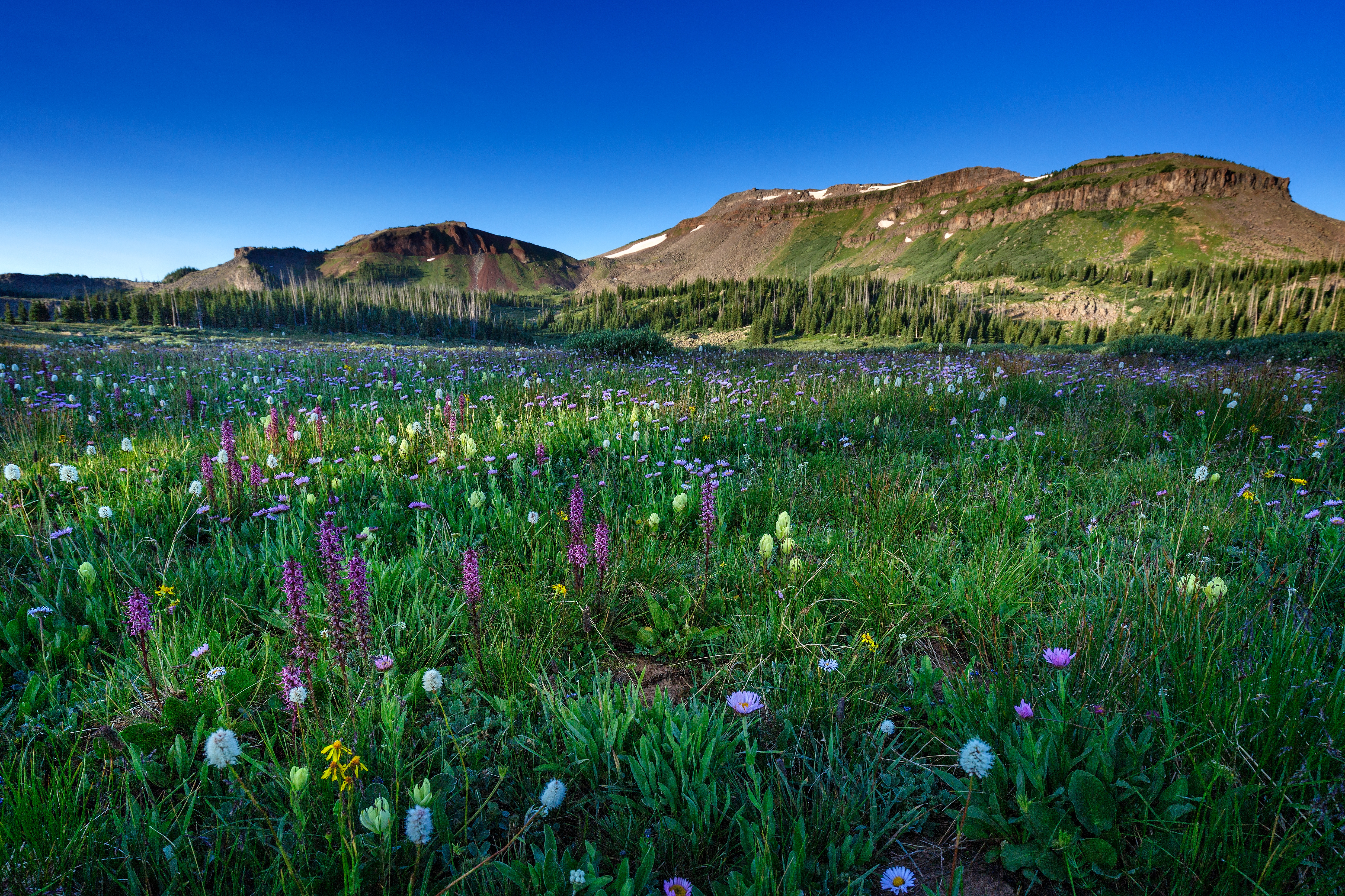 The World in Bloom Travel Vacation | Tripmasters