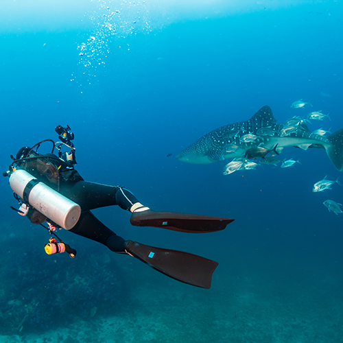 Animal Adventures Travel Vacation | Tripmasters