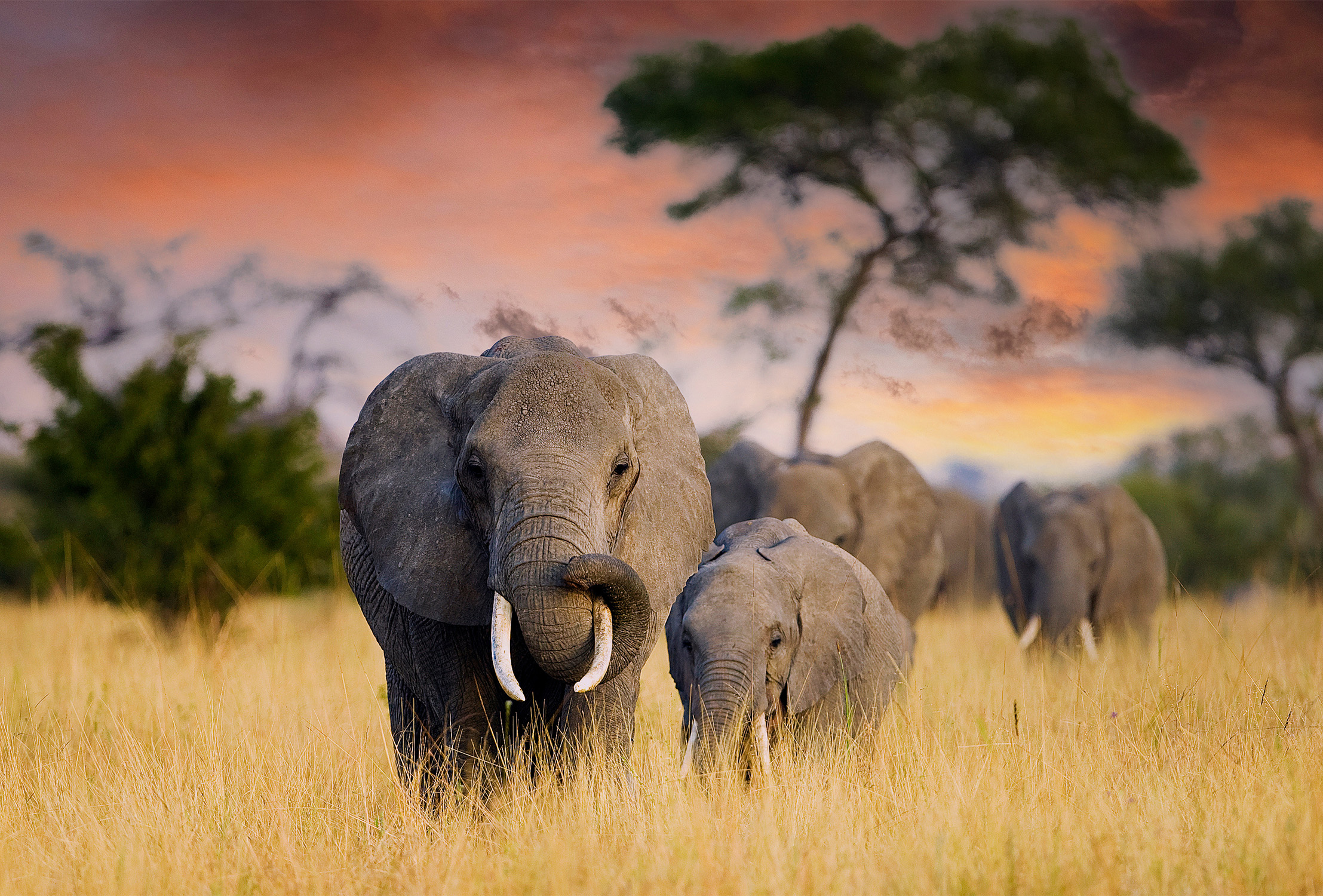 Kenya - Travel Guide - Tripmasters Travel