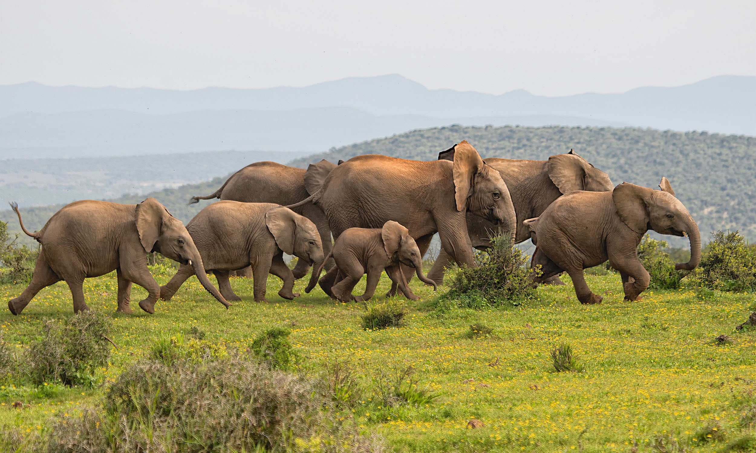 Addo National Park - Travel Guide - Tripmasters Travel