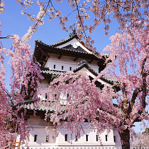 Japan Cherry Blossom Season 2027: Best Time, Forecast & Travel Guide ...